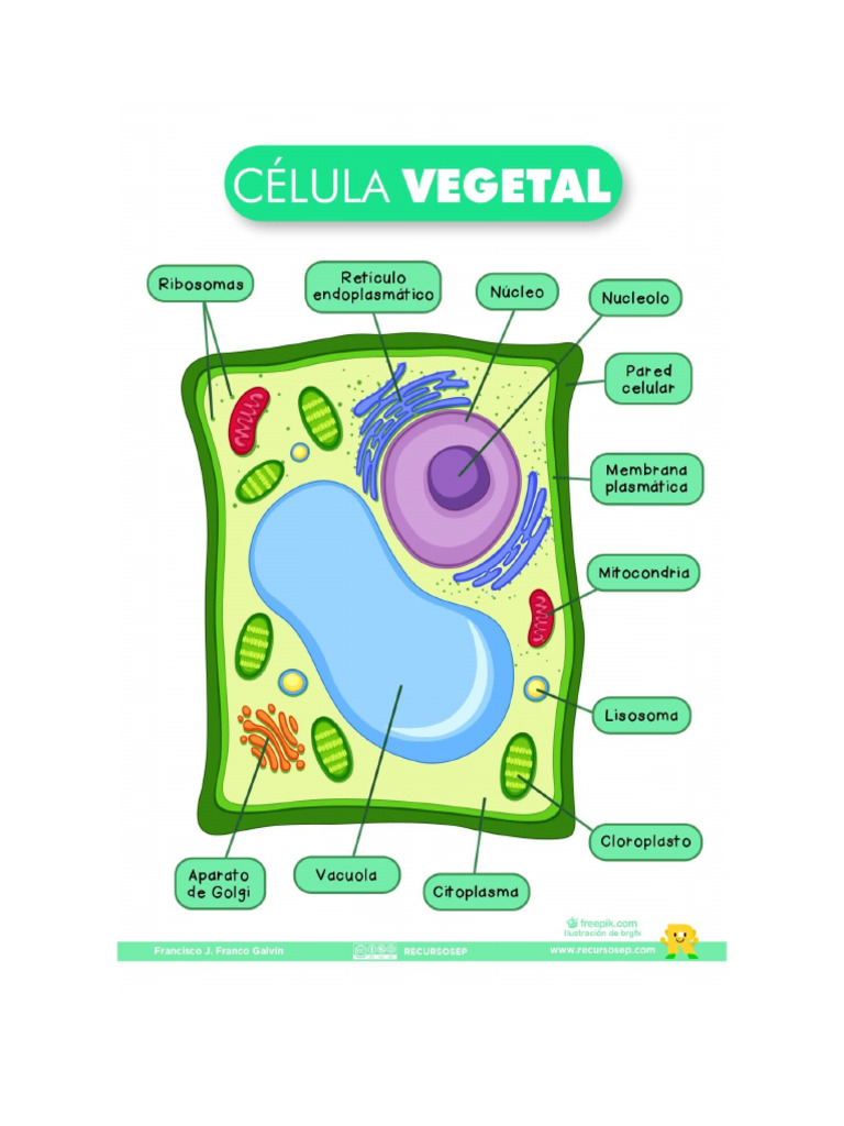 Diagrama De Célula Vegetal Con Etiquetas 6to Grado Diagrama De Venn