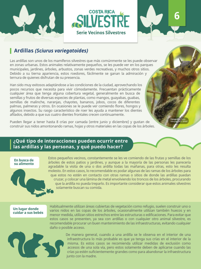 Ficha_ardillas_web | Descargar gratis PDF | Ardilla | Arboles