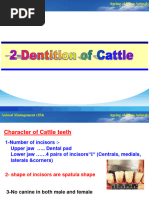 Aging Cattle by Dentition Guide | PDF | Tooth | Dentistry