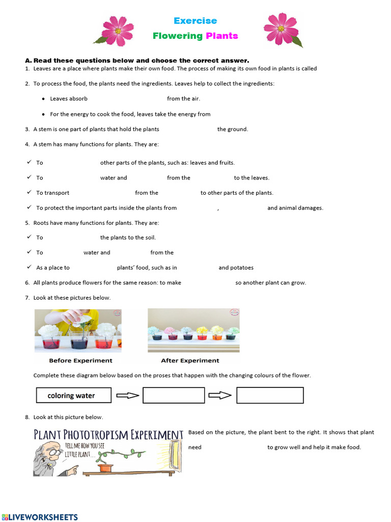 Floweing Plants Grade 3 | PDF | Foods | Plants