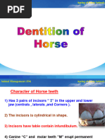 Using - Dentition To Age Cattle | PDF | Tooth | Dentistry