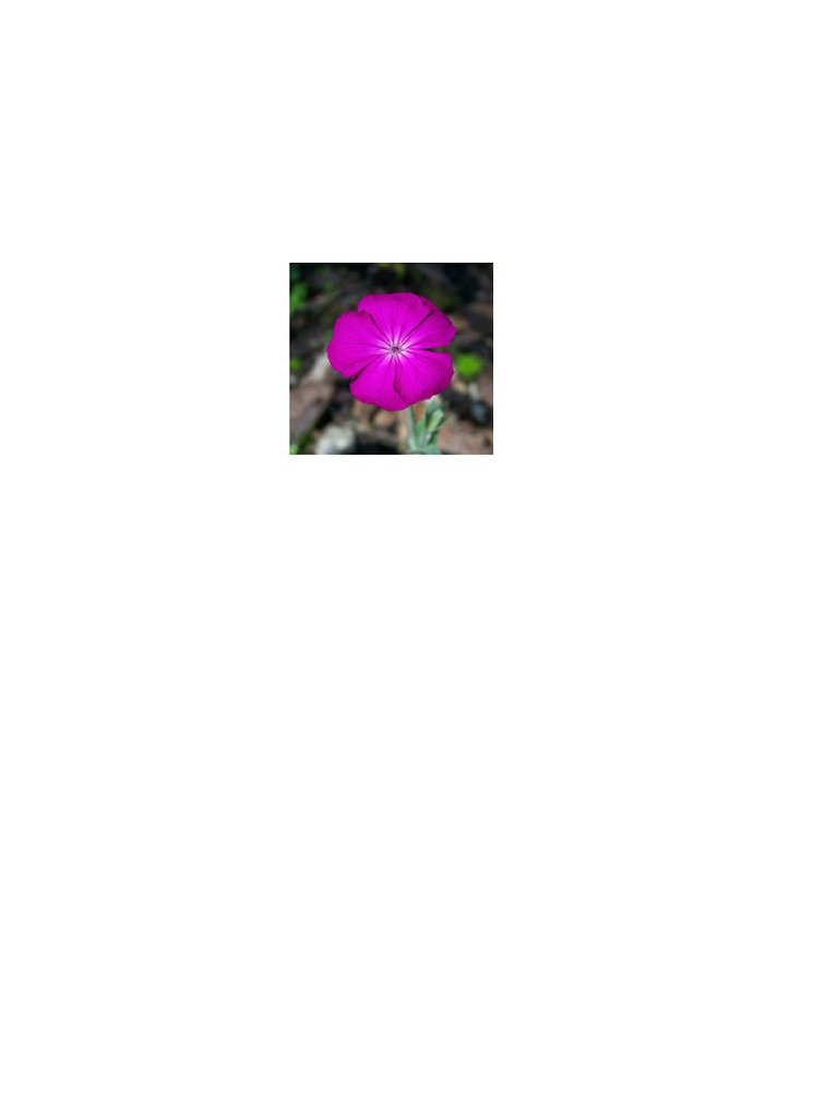 Virág | PDF