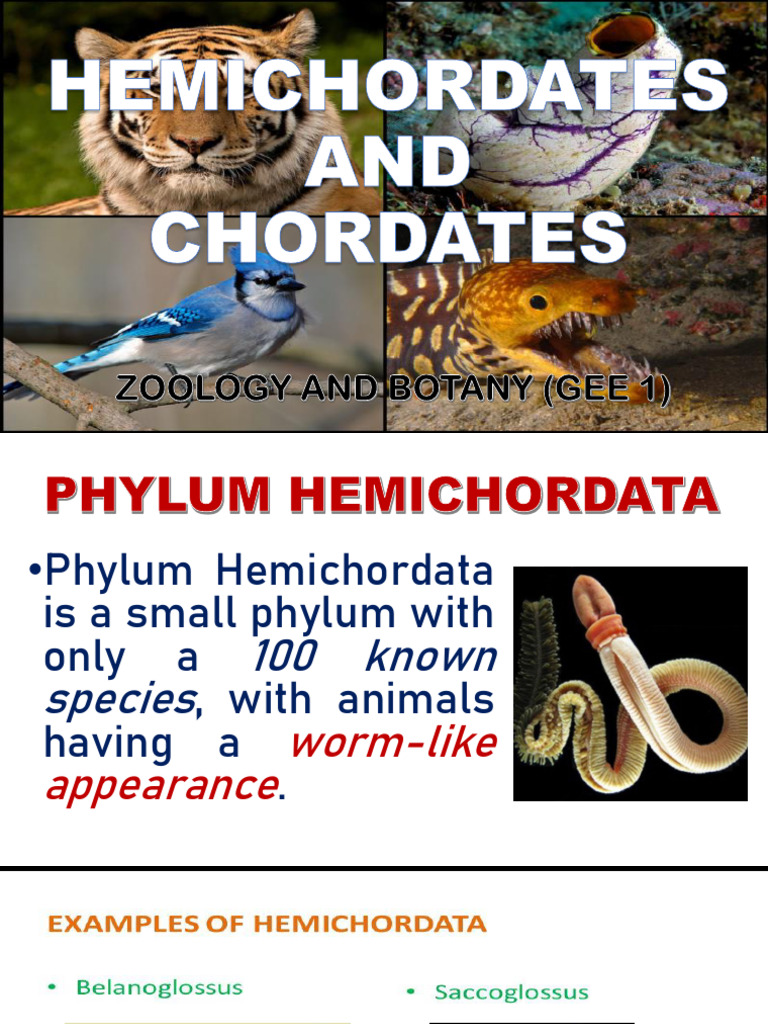 Hemichordates and Chordates - M 2024 | PDF | Vertebrates | Chordates