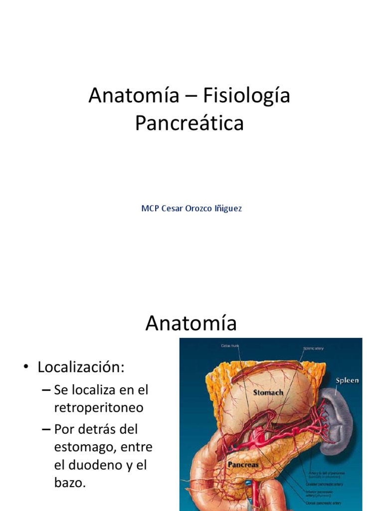 Anatomía - Fisiología Pancreatica | PDF | Páncreas | Bioquímica