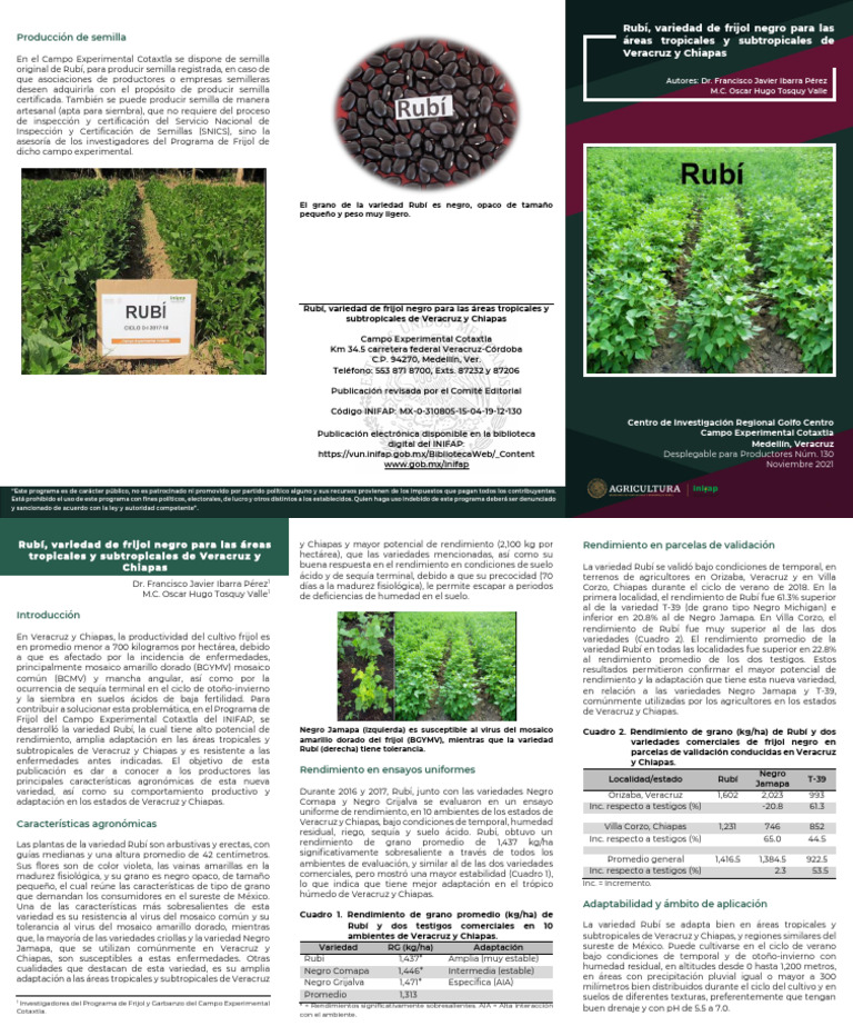 Variedad Rubí: Frijol Negro Resistente | PDF