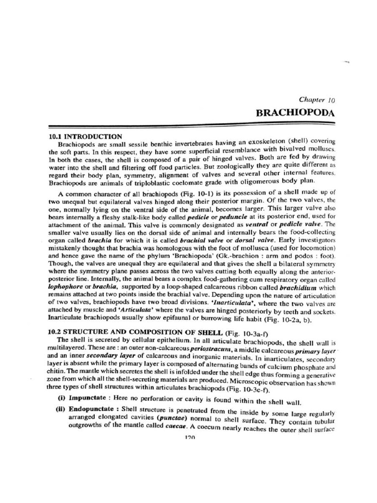 Brachiopoda | PDF