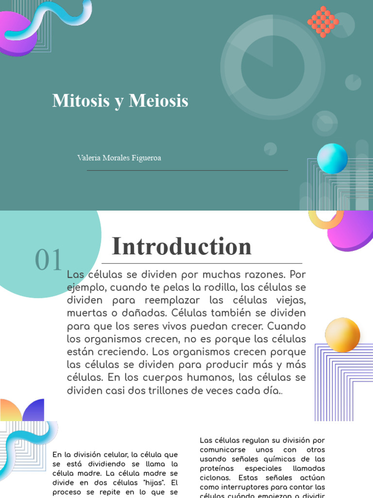 Mitosis y Meiosis | PDF | Mitosis | Mitosis