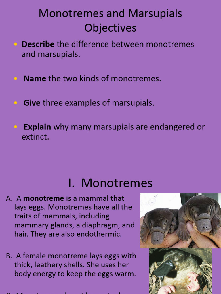 Monotremes vs. Marsupials Explained | PDF | Marsupials | Mammals