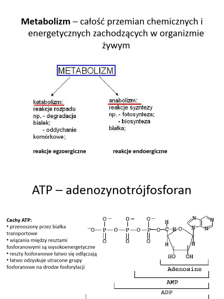Metabolizm, Enzymy | PDF