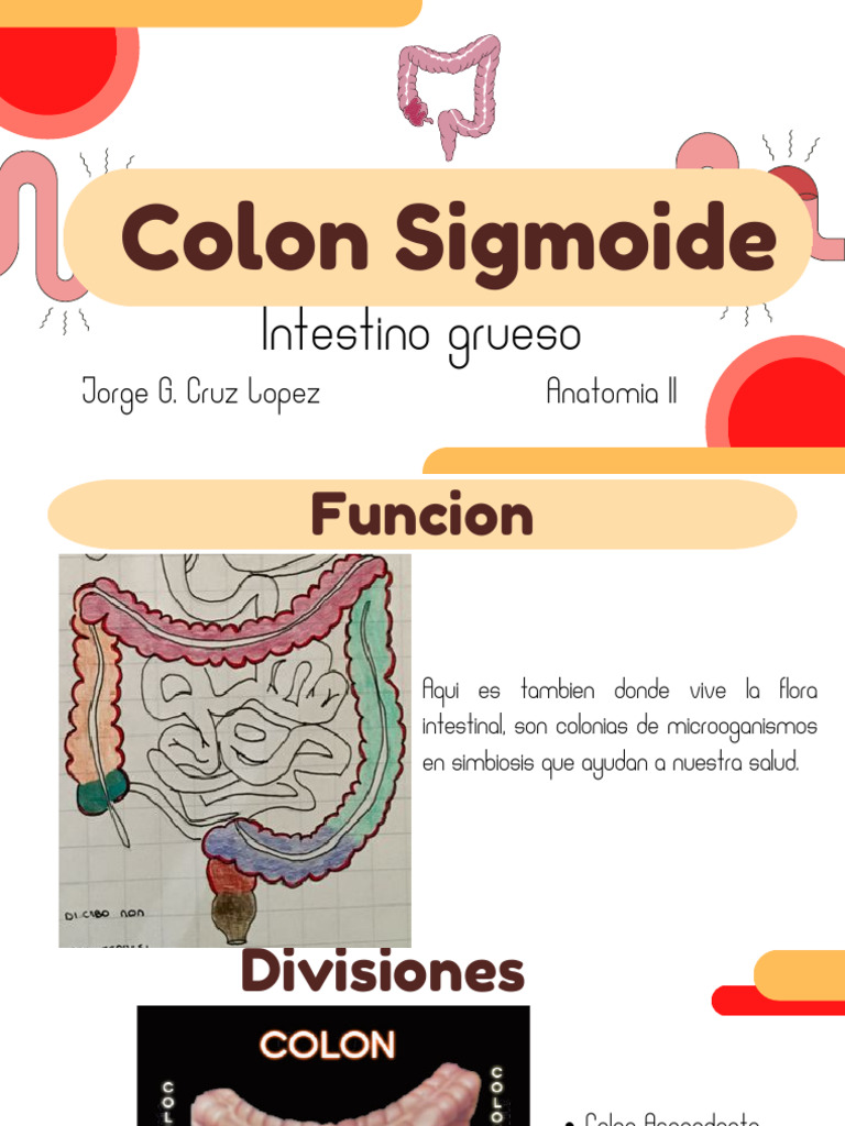 Colon Sigmoides | PDF | Intestino grueso | Recto