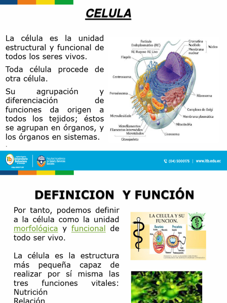3.-Celula 1 | PDF | Biología Celular) | Citoplasma