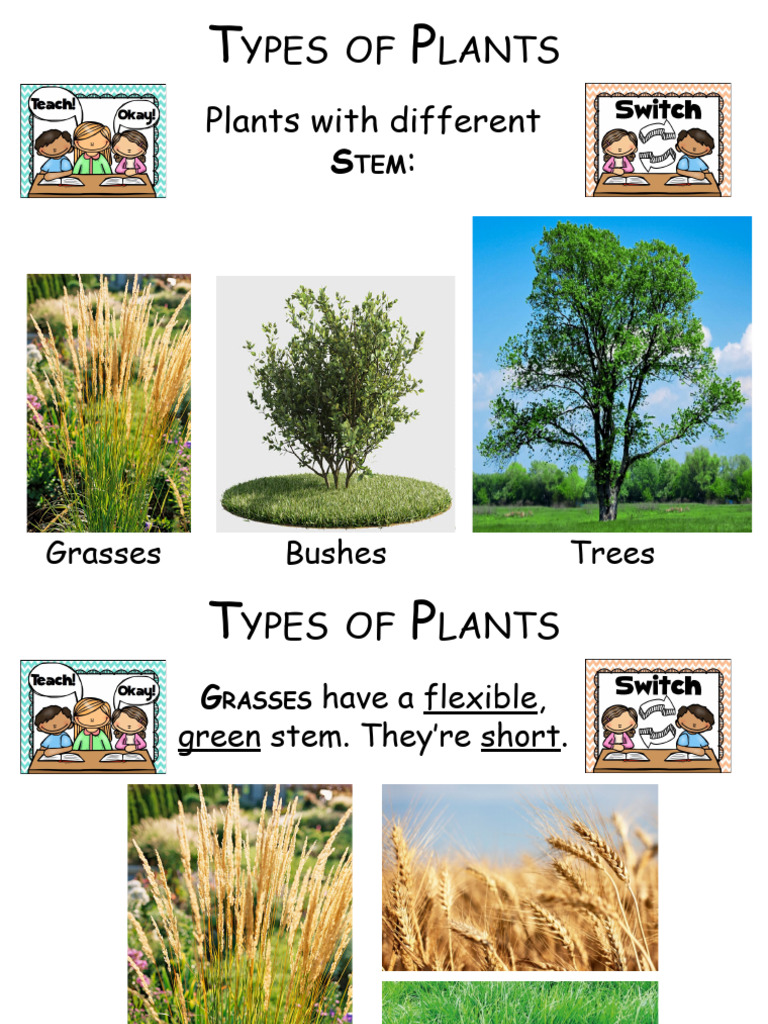 Types of Plants | PDF | Poetry