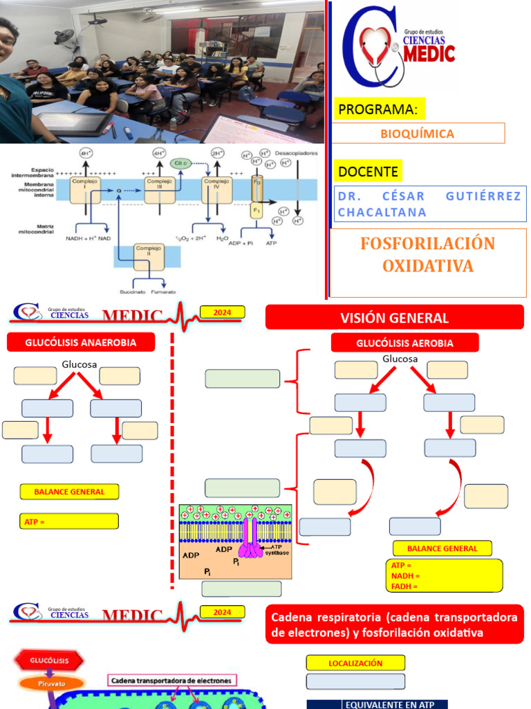 Fosforilación Oxidativa | PDF | Trifosfato de adenosina | Cadena de transporte de electrones