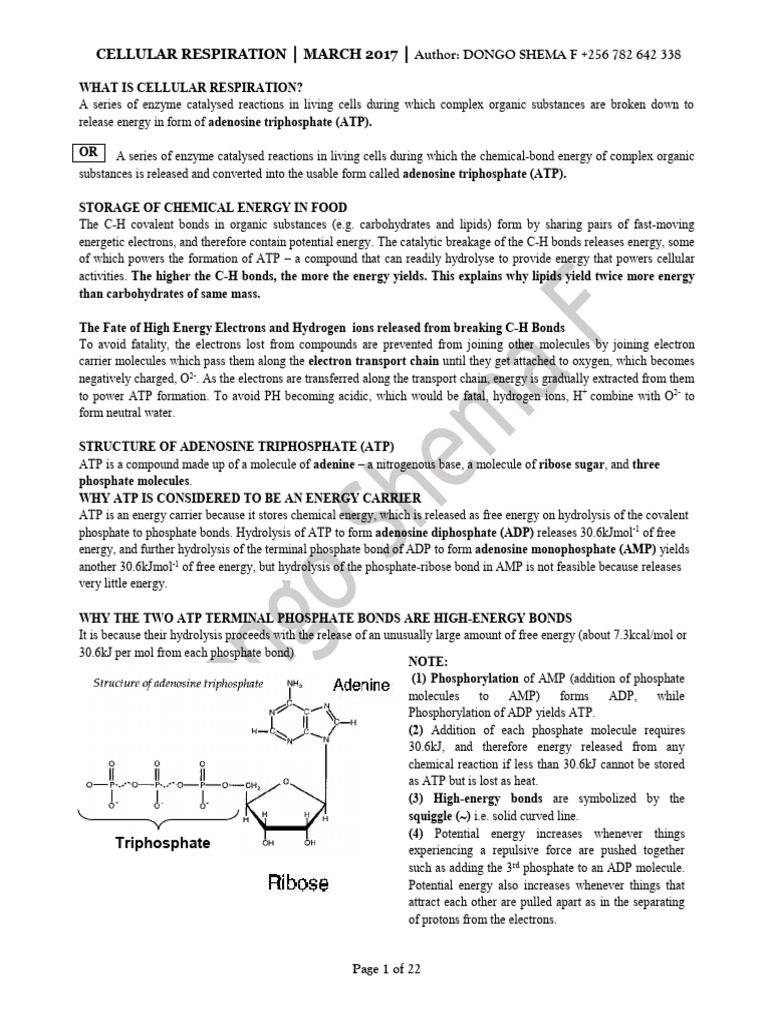 Cellular Respiration Overview and ATP | PDF | Diet & Nutrition | Chemistry