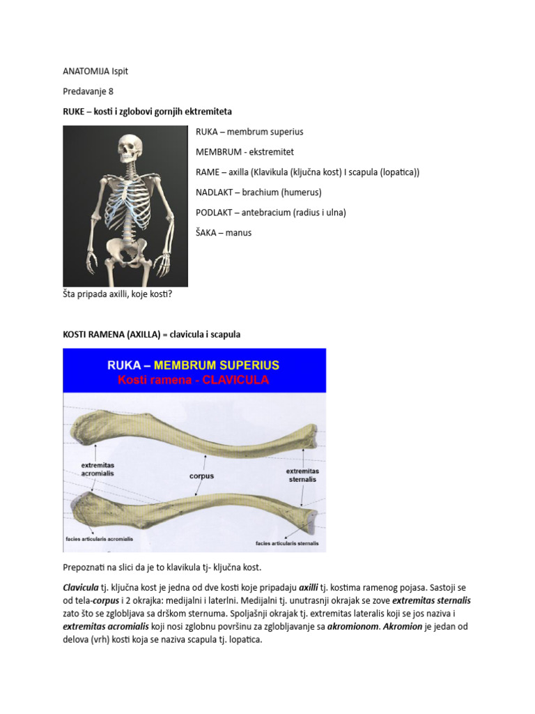Skripta 8. Anatomija MG | PDF