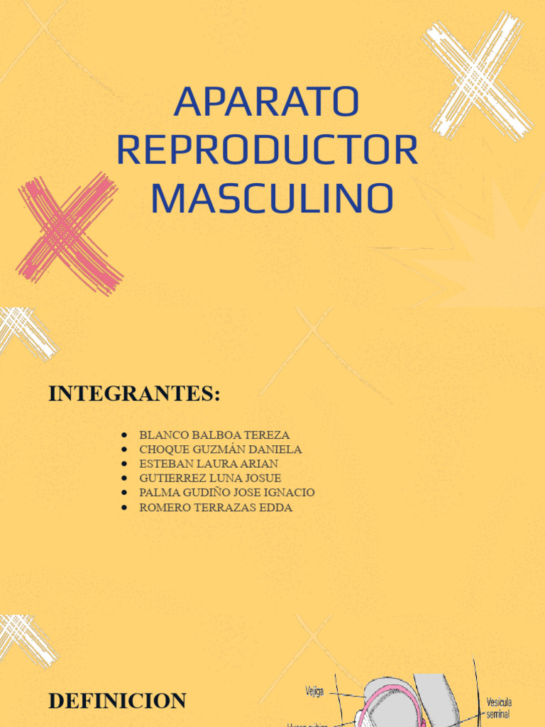 Aparato Reproductor Masc.-1 | PDF