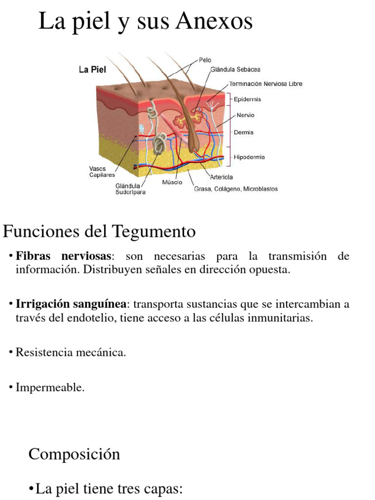Funciones y Anatomía de la Piel | PDF | Piel | Biología