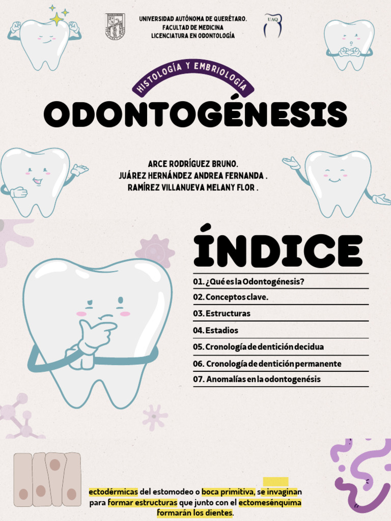 Odontogénesis | PDF | Diente | Odontología