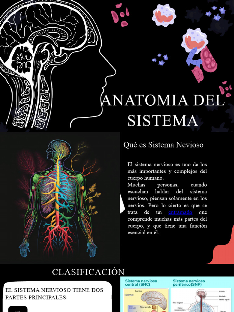Anatomía del Sistema Nervioso | PDF | Sinapsis | Sistema nervioso