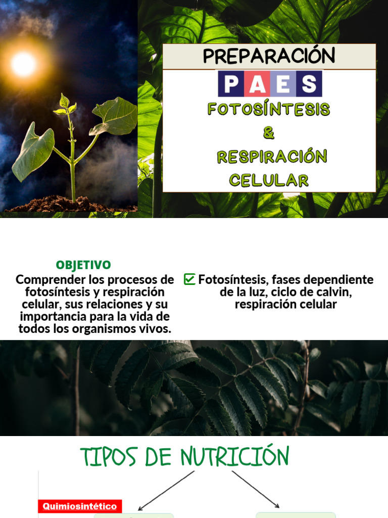 Fotosíntesis y Respiración Celular | PDF | Fotosíntesis | Respiración ...
