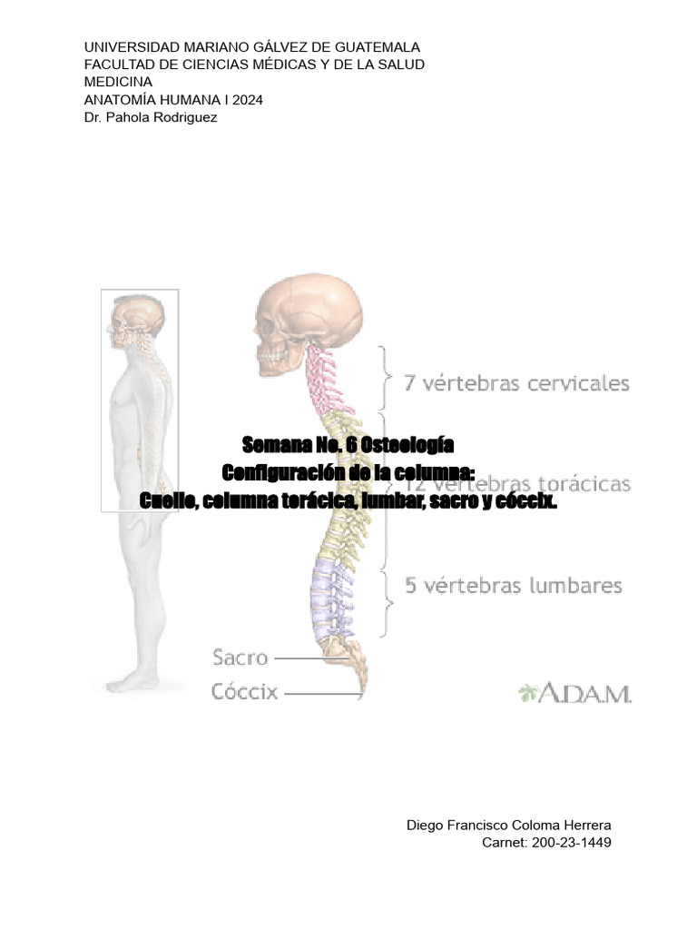 Copia de Semana No. 6 Osteología Configuración de la columna_ Cuello ...
