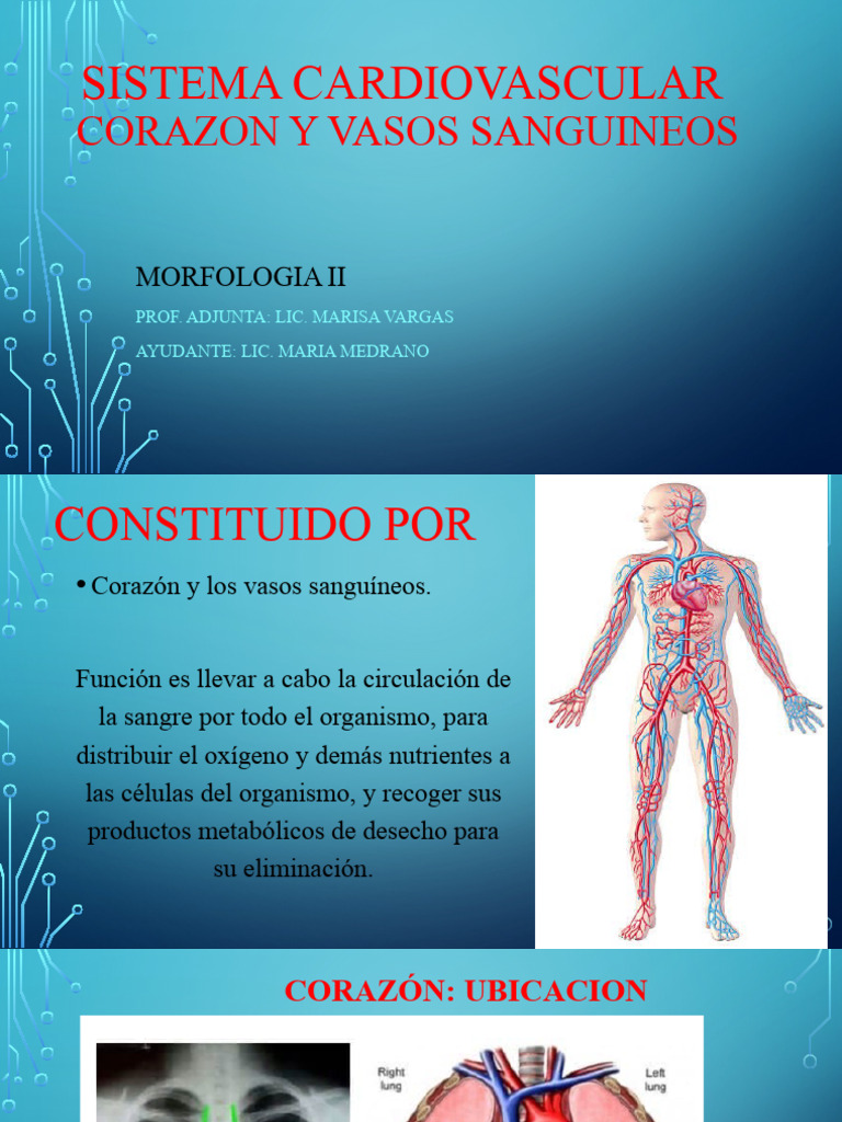 Anatomía y Función del Sistema Cardiovascular | PDF | Ciencia y matemáticas