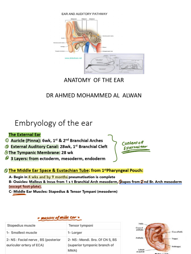 1 | Download Free PDF | Ear | Auditory System