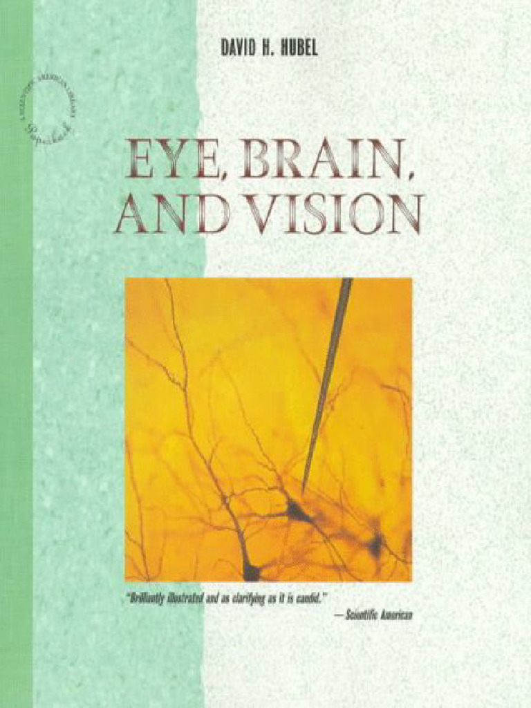 Eye Brain and Vision | PDF | Axon | Neuron
