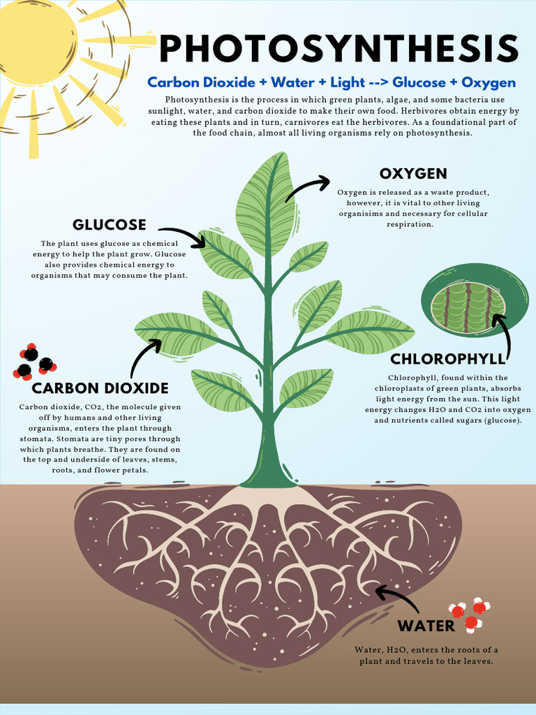 Photosynthesis and Cellular Respiration Poster in Blue and Green ...