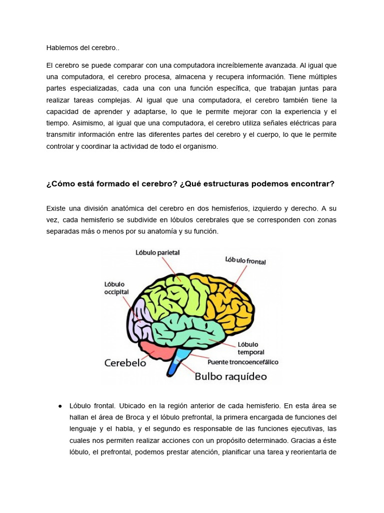 Cerebro Pdf Cerebro Hemisferio Cerebral