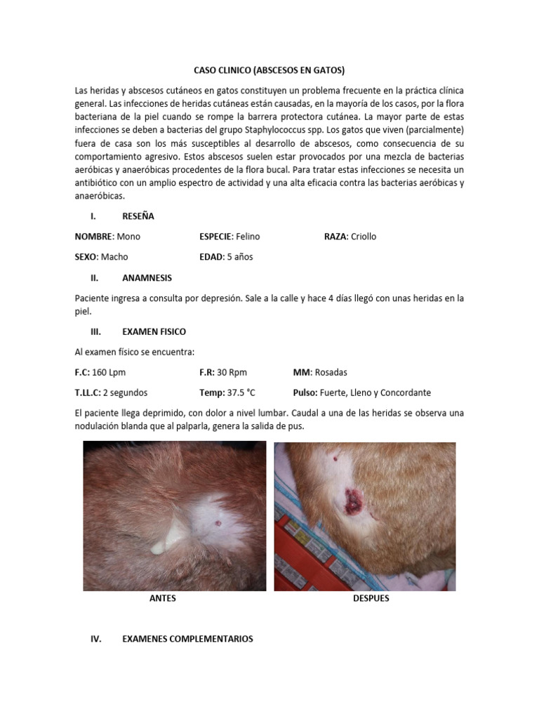 Abscesos cutáneos en gatos: caso clínico | PDF | Enfermedades y ...