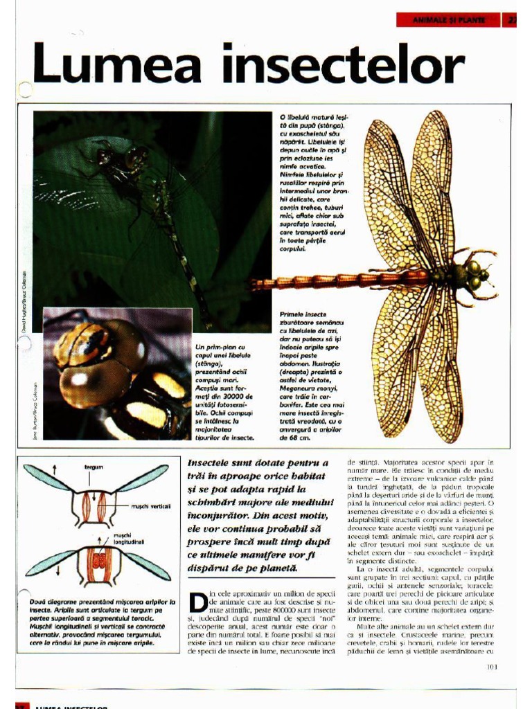 Animale Si Plante - Lumea Insectelor | PDF