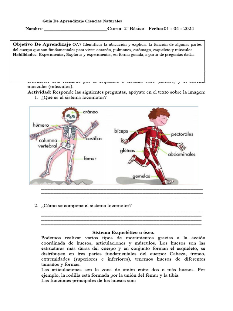 Act 3 Esqueleto Y Musculos Del Cuerpo 2do Descargar Gratis Pdf