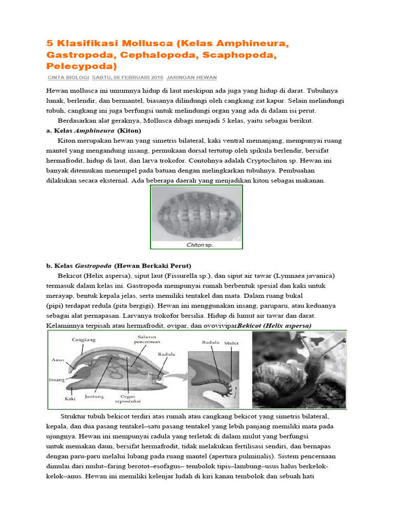 Hewan Molusca | PDF