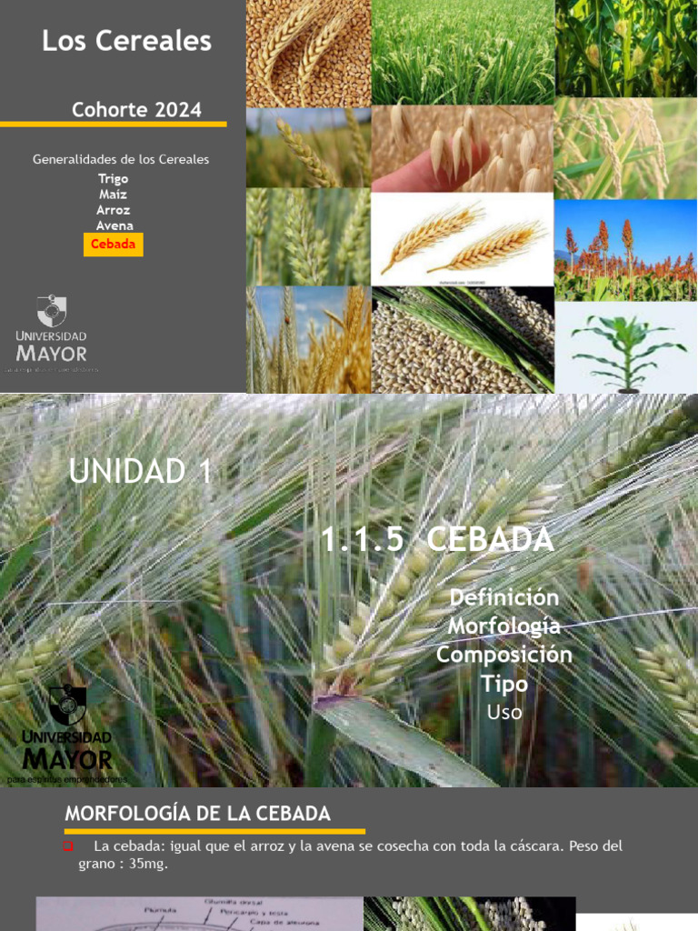 A1-U1-5-1generalidades de La Cebada 2024 PDF | PDF | Cocina, comidas y vino