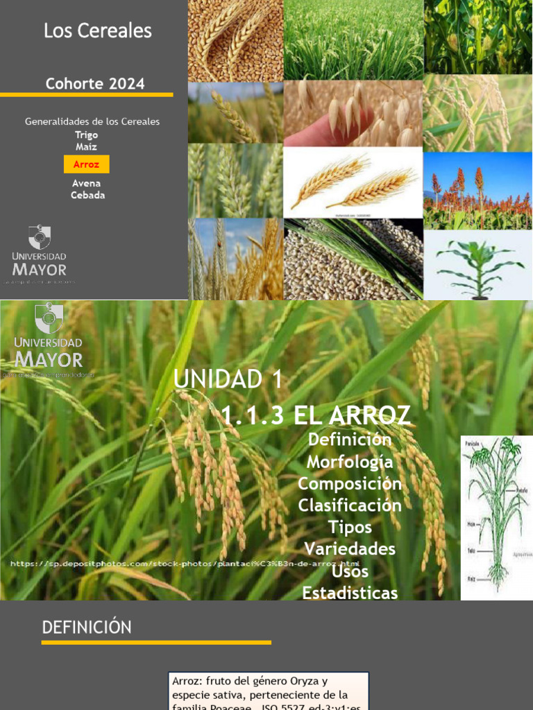 A1-U1-3-GENERALIDADES DEL ARROZ 2024.pdf | PDF | Arroz | Cereales