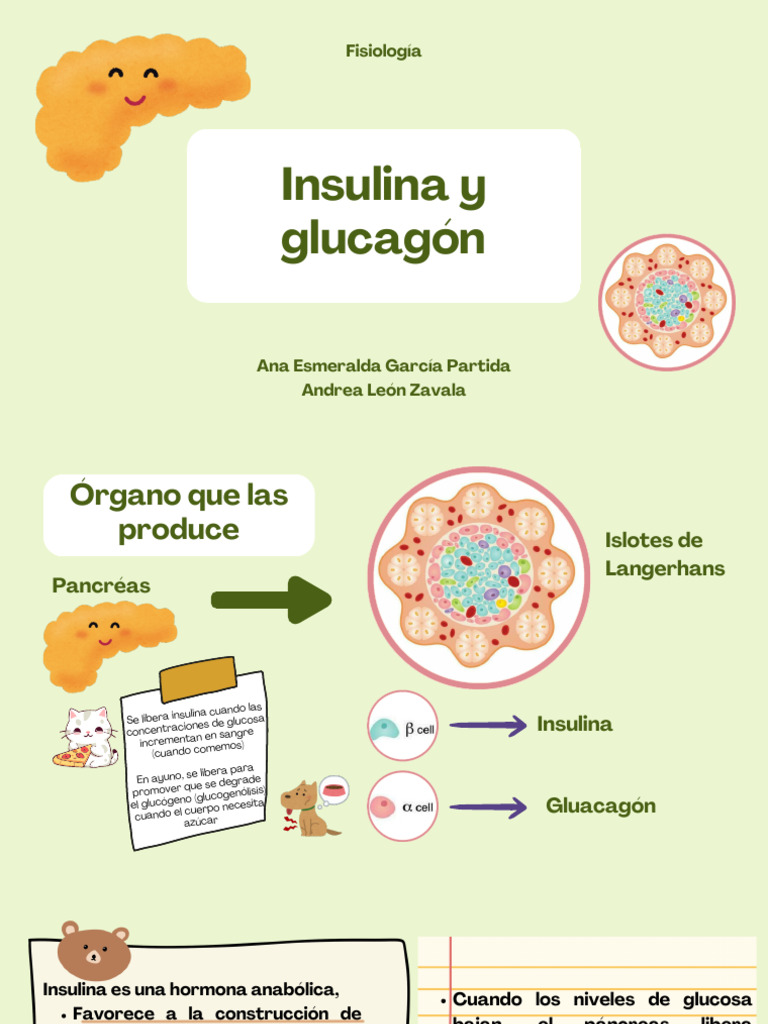 Fisiología de Insulina y Glucagón | PDF