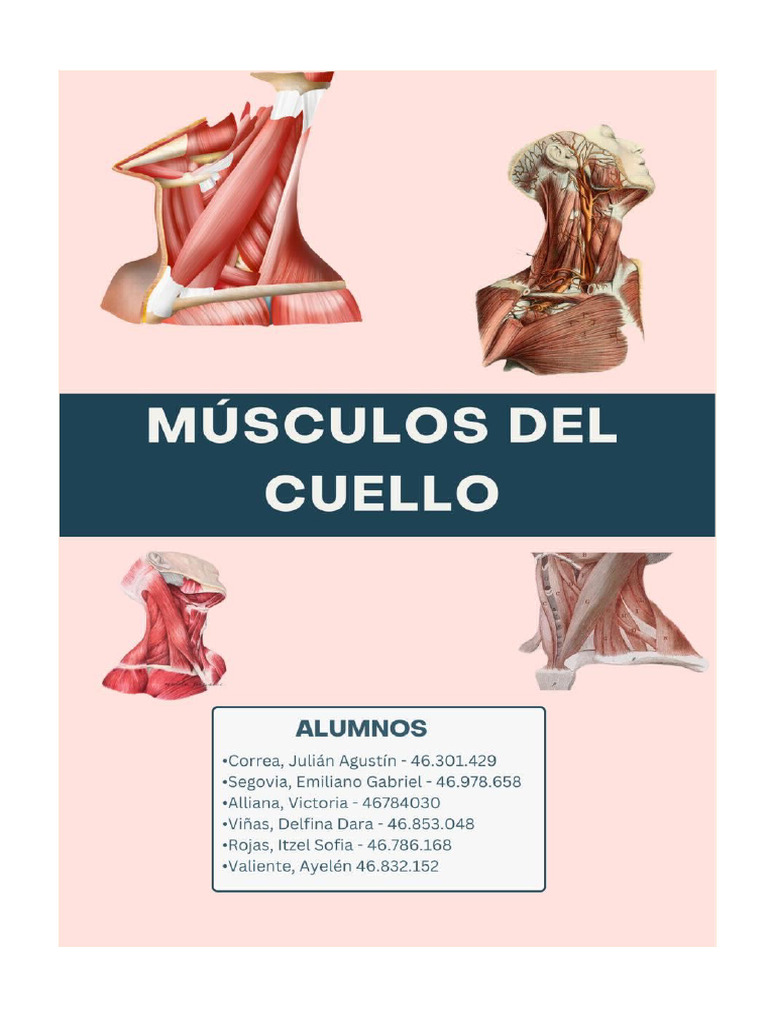 Musculos del Cuello. Anatomia Com C. | PDF | Tejido suave | Anatomía