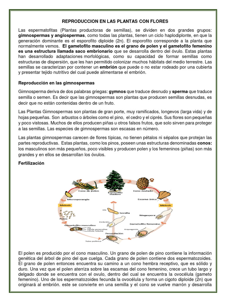 Reproducción de Plantas con Flores | PDF | Flores | Embrión