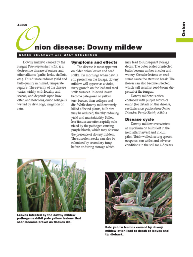 Onion Disease Downy Mildew | PDF | Botany | Branches Of Botany