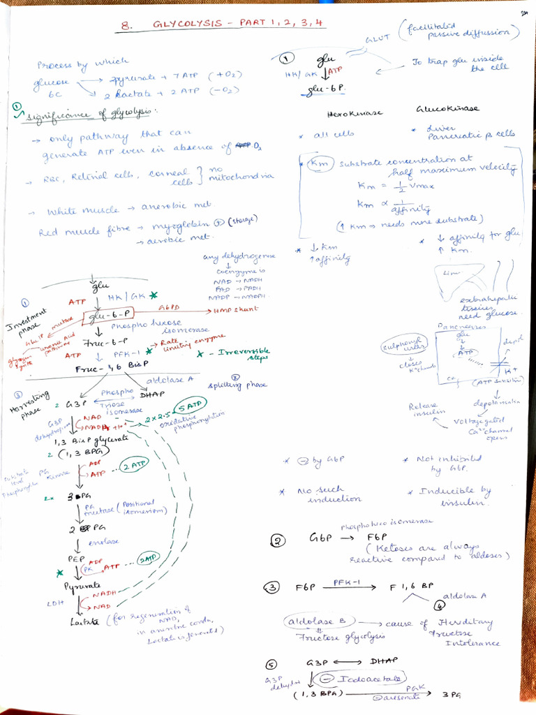 Notes On Carbohydrates Metabolism | PDF