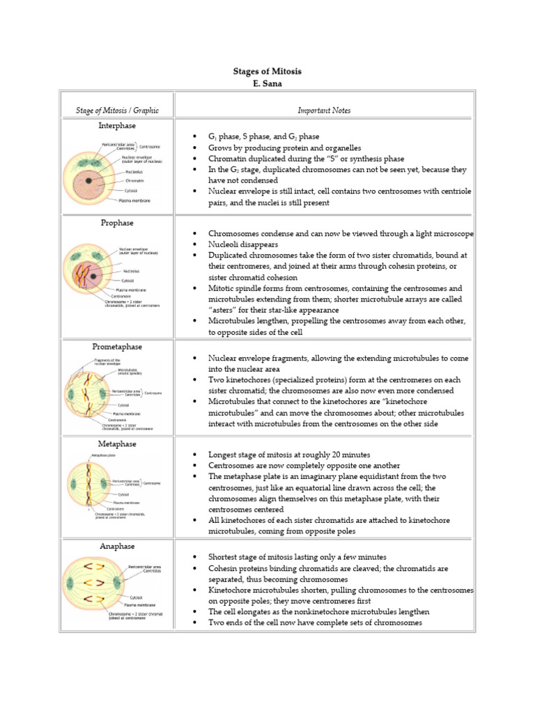 Mitosis Stages Explained: A Guide | PDF | Mitosis | Biological Processes