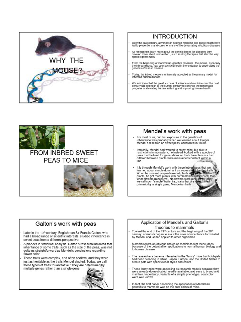 Why Mice | PDF | Inbreeding | Heredity