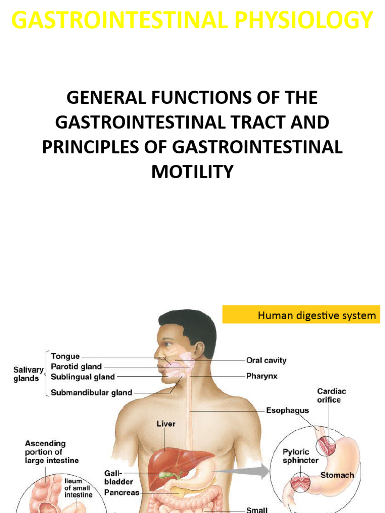 Lec 1, GENERAL FUNCTIONS OF THE GASTROINTESTINAL TRACT AND CONTROL OF ...
