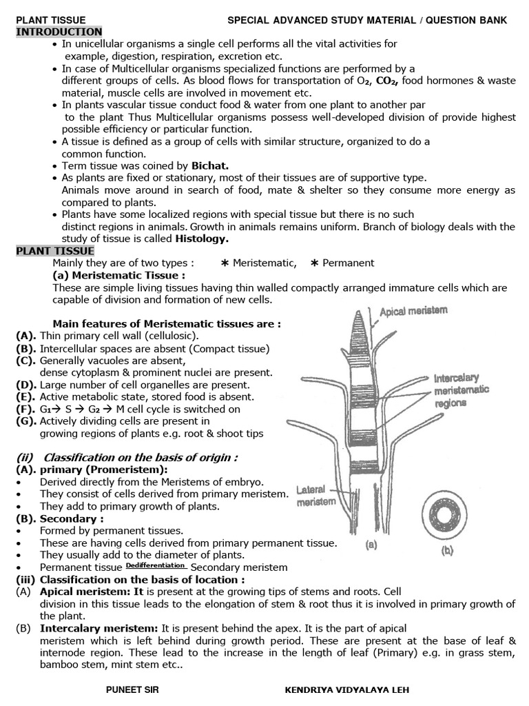 PLANT TISSUE AND SEC GROWTH For 9 11 | PDF | Tissue (Biology) | Plant Stem