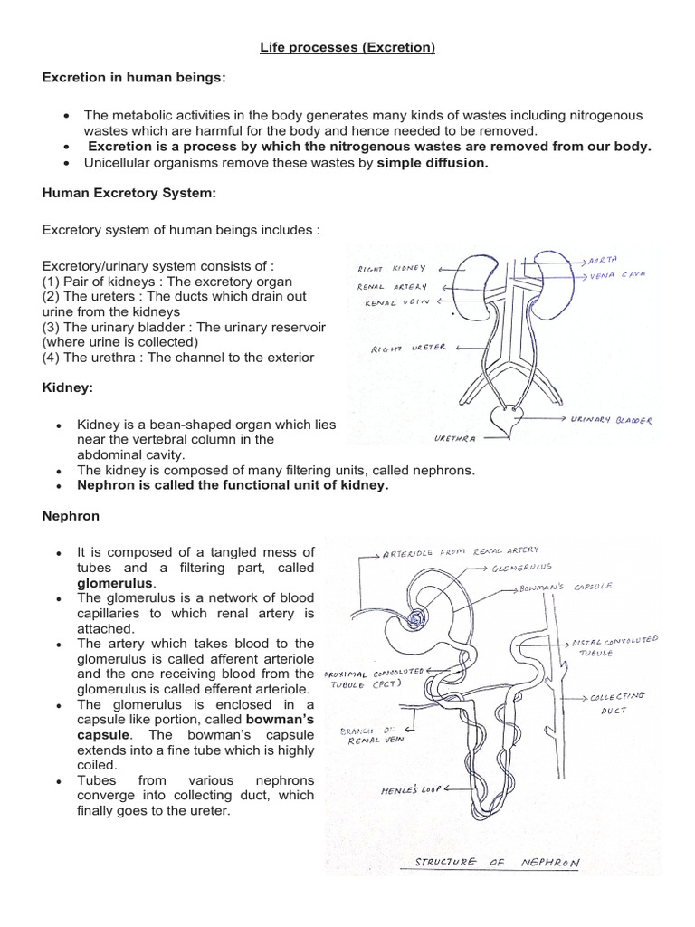 Notes Life Processes (Excretion) | PDF | Kidney | Urinary System