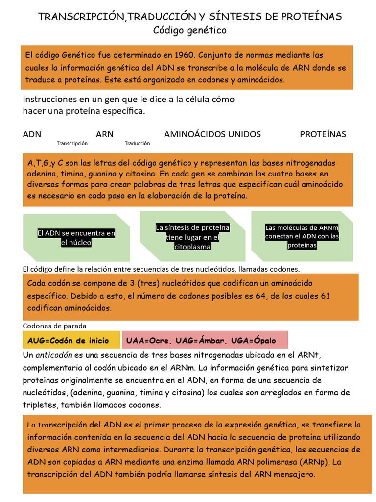 Transcripción y Traducción del ADN | PDF | Codigo genetico | Rna