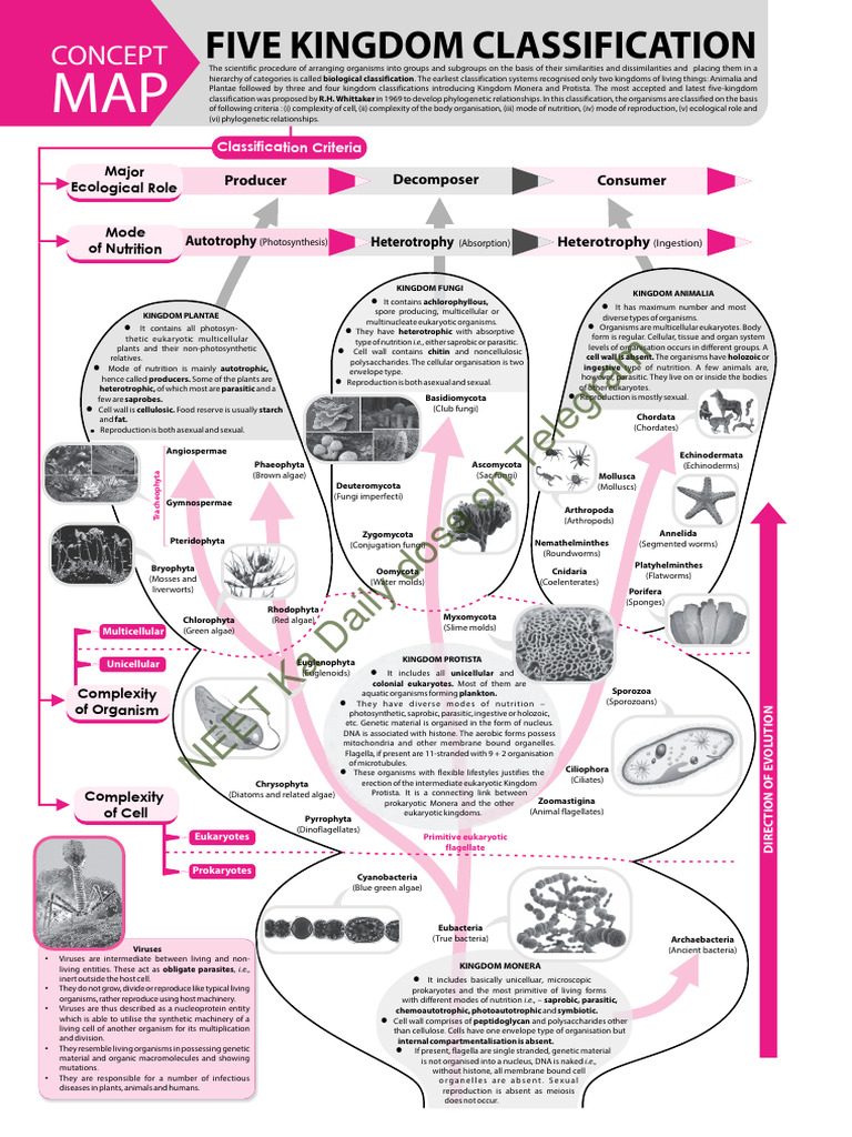 Bio Brain Maps | PDF | Fungus | Eukaryotes