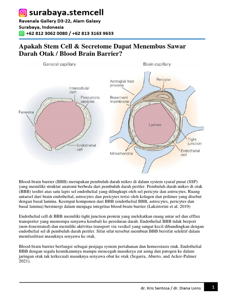 Apakah Stem Cell & Secretome Dapat Menembus Sawar Darah Otak | PDF