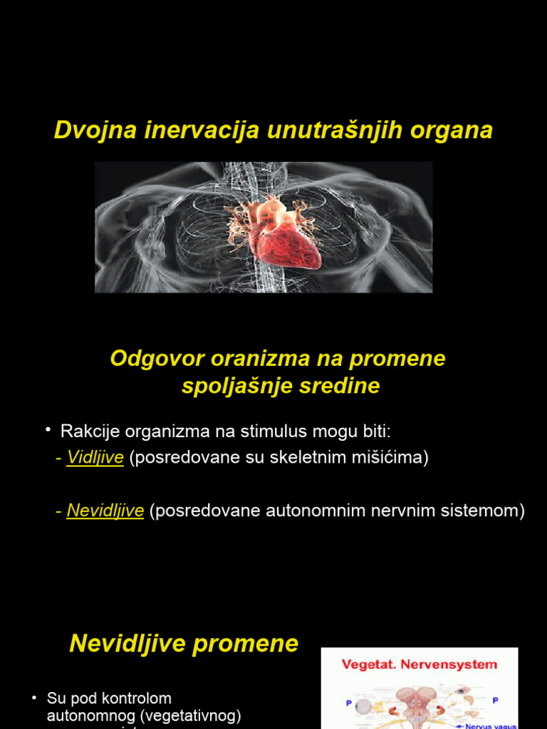 Dvojna Inervacija Unutrasnjih Organa | PDF